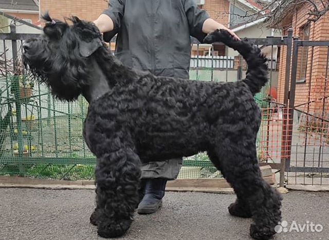 Русский Черный терьер подрощенный кобель