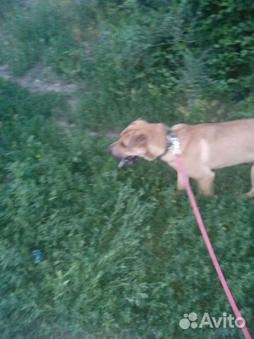 Шарпей американский