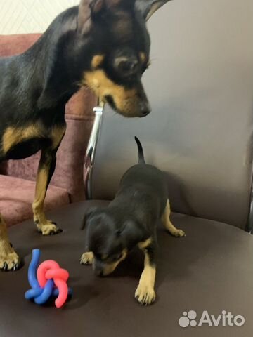 Мини той-терьер