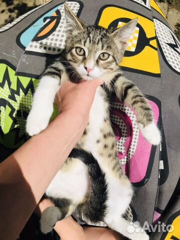 Котик 2,5 месяца домашний