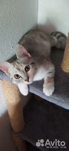 Котенок Хайленд Фолд