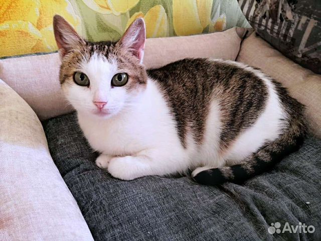 Кошка