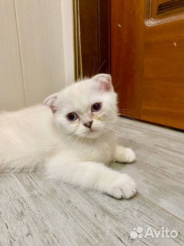 Шотландские котята