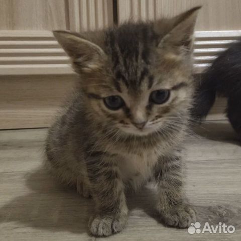 Котенок Тимоша