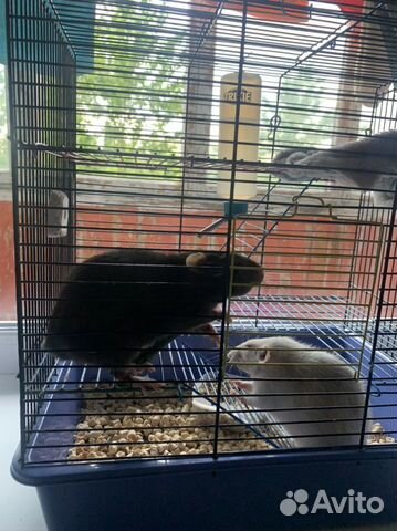 Крысы дамбо