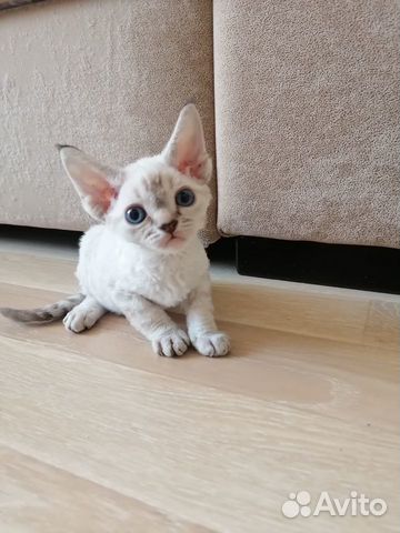 Котята девон-рекс