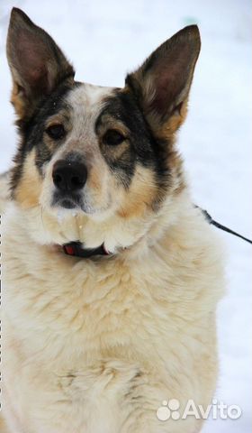 Сара ищет любящую семью