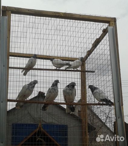 Отдам пакистанских голубей. 6 штук за зерно