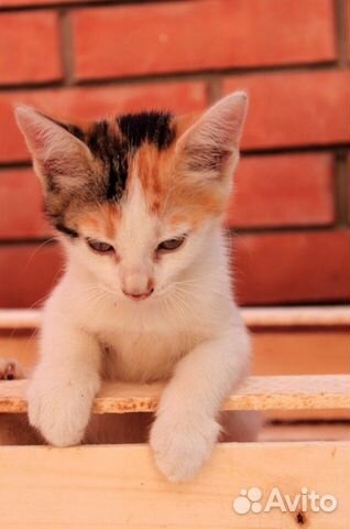 Малышка на удачу