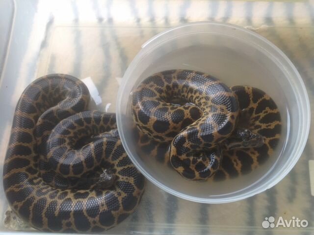 Анаконда парагвайская