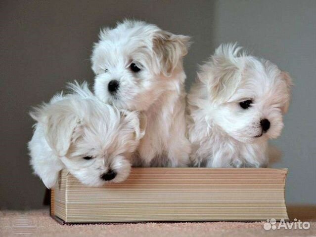 Питомник. Белоснежное мини чудо