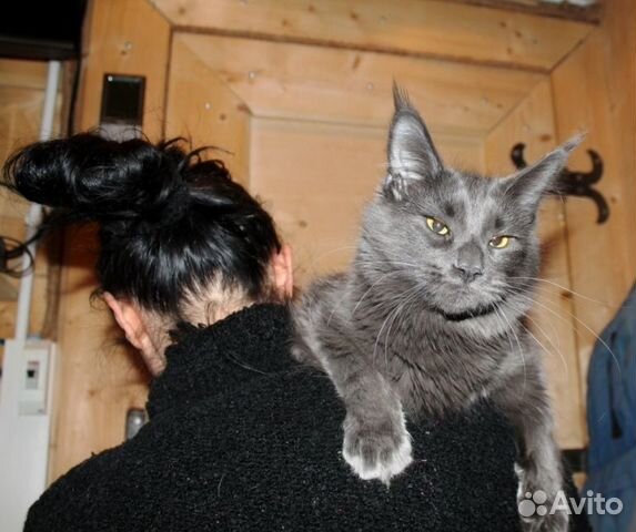 Мейн кун голубая Красавица -кошка на Ваше окошко