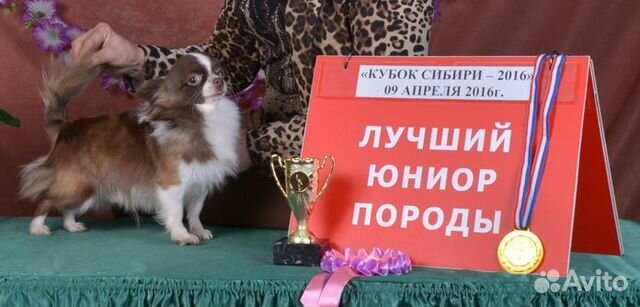 Супер мини кобелёк для вязки