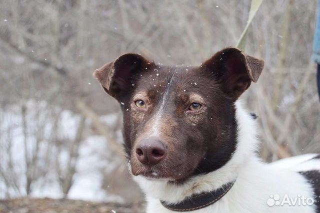 Мисс очарование Милка