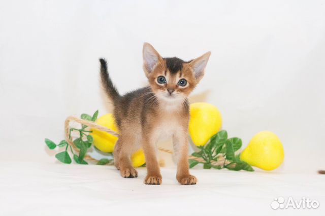 Верочка и котик Йося 2 месяца, видео