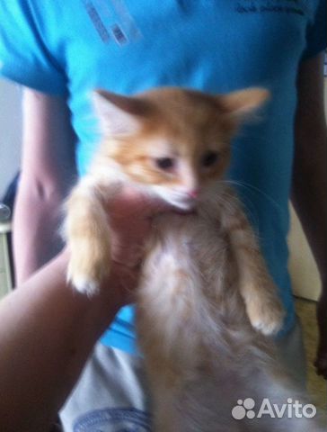 Солнечный рыжик - котенок в заботливые руки