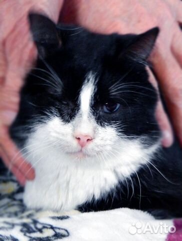 Отдам голубоглазого кота в хорошие руки