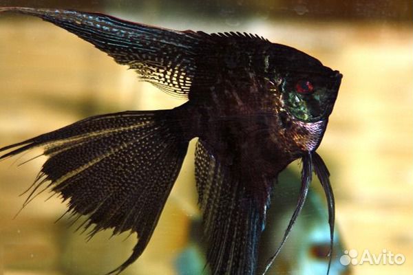 Продам скалярии зеленый ангел