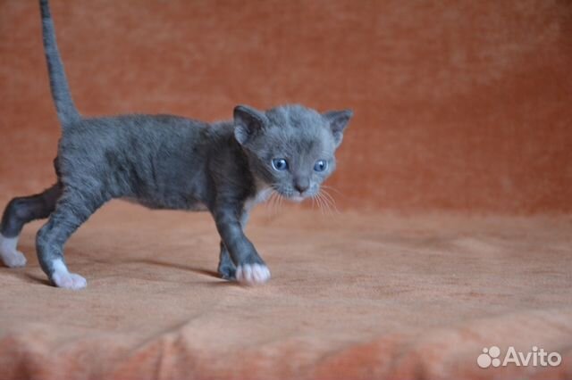 Белые носочки уральский рекс