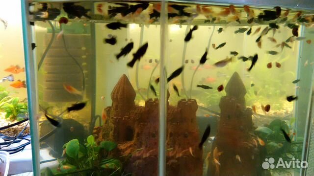 Моллинезии золотые