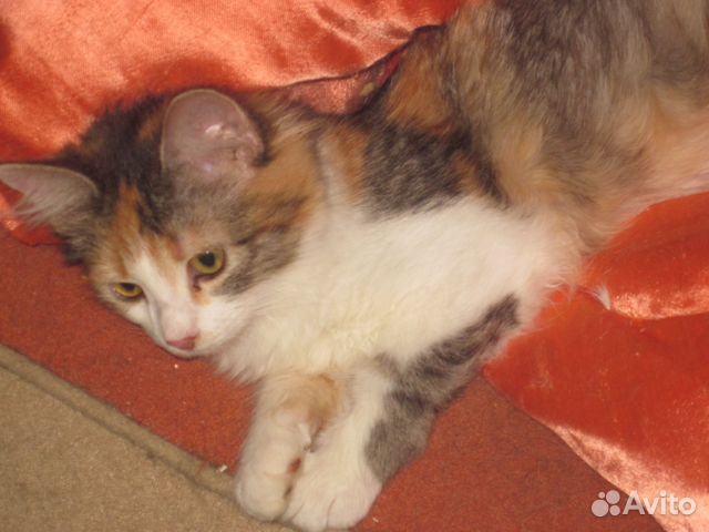 Анфиска-игрулька красотулька