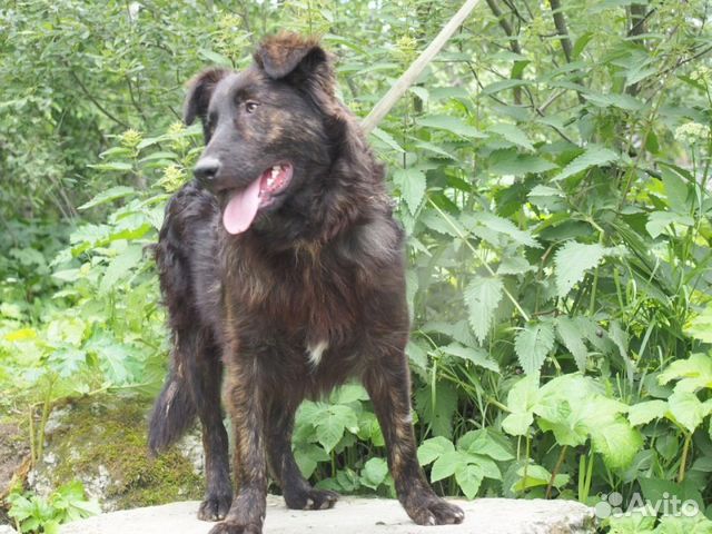 Лохматый и ласковый пес-подросток