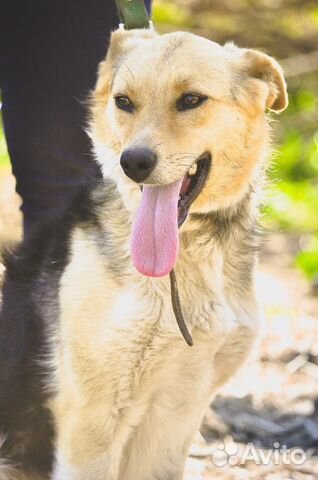 Солнечная Рада в поисках нового дома