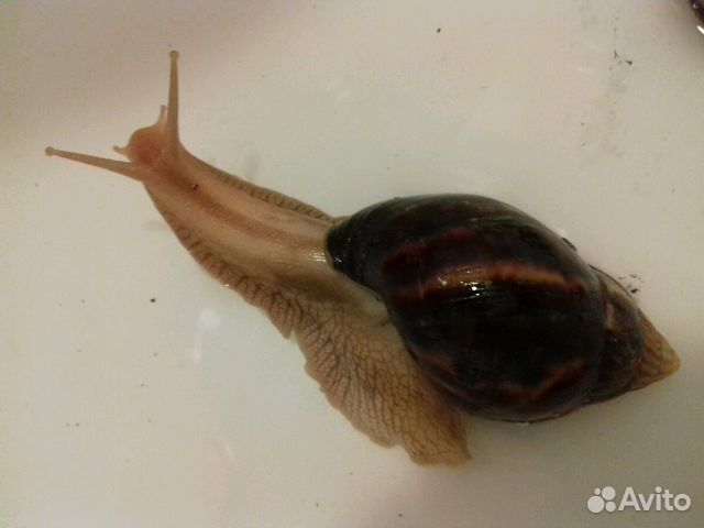 Улитки Ахатина