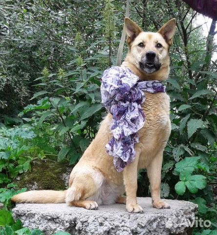 Эффектная молодая красавица собака