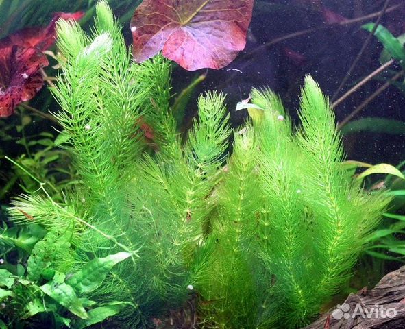 Растение для аквариума натуральное роголистник