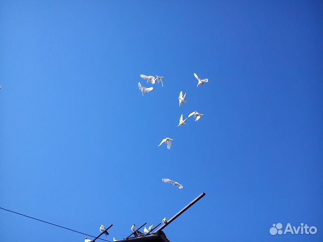 Белые голуби на любые торжества