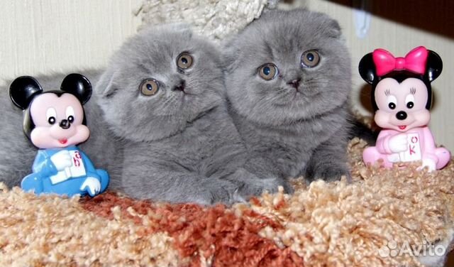 Разноцветные обаяшки