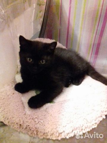 Котенок от британской кошки. Последняя девочка