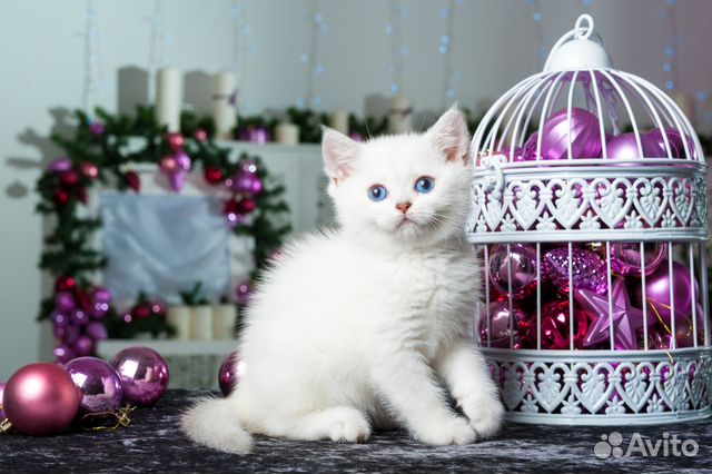 Белоснежный котик