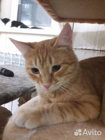 Рыжулька и Рыжик-с надеждой найти дом