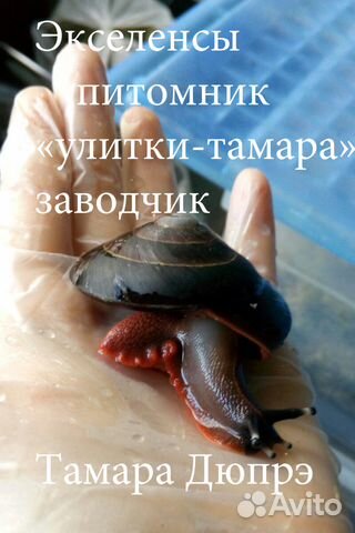 Экселенс - Караколус Pleurodont Excelens