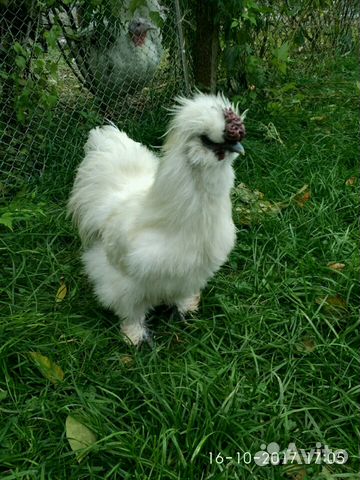 Инкубационное яйцо породных кур, индоутки