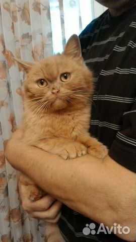 Котик 2,5 года кремового окраса