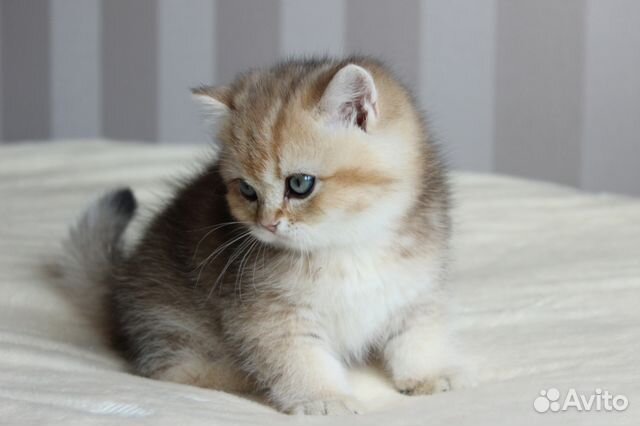 Британский помет