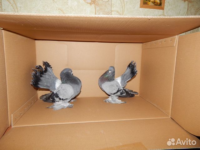 Голуби статные