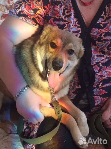 Лизонька. 6 мес, стерилизованная