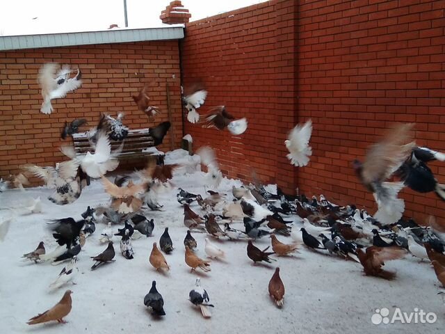 Серпасто-выворотные голуби