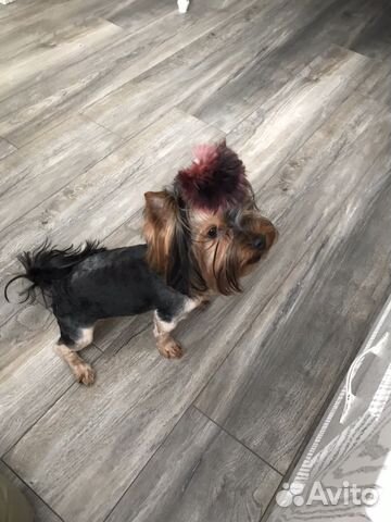 Йорк (для случки)