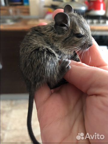 Дегу, чилийские белки, 1 мес., девочки и мальчики