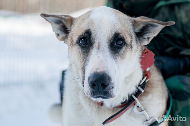 Стив в надежные руки