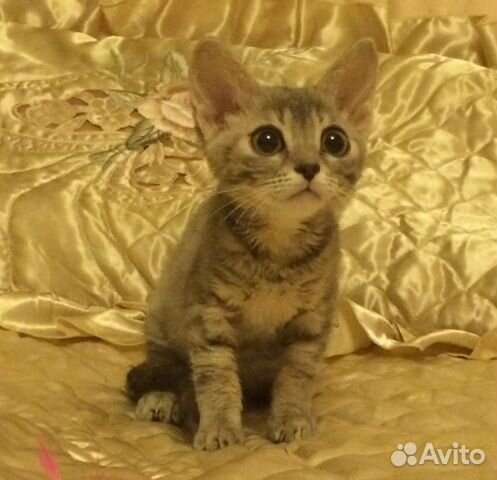 Подарите Любимым Чудо Неаллергенная Ночная Фиалка)