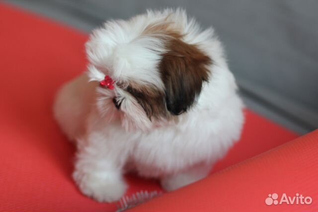 Бело-рыжие,милые зайки