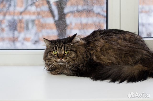 Молодая пушистая кошечка Варвара