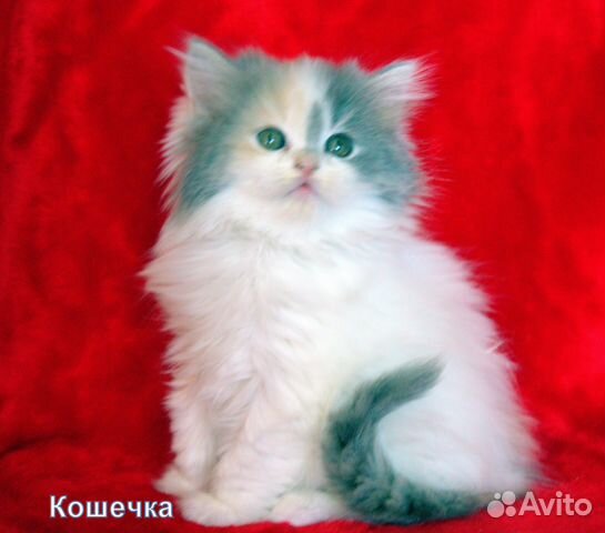 Шотландские кошечки