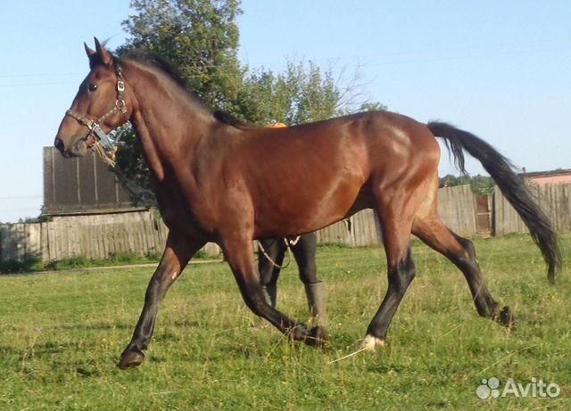 Жеребец орловской породы